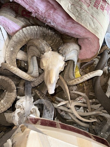 Trophy Sized Garut Ram Skull Heavy Bases Multicolored Horns | eBay