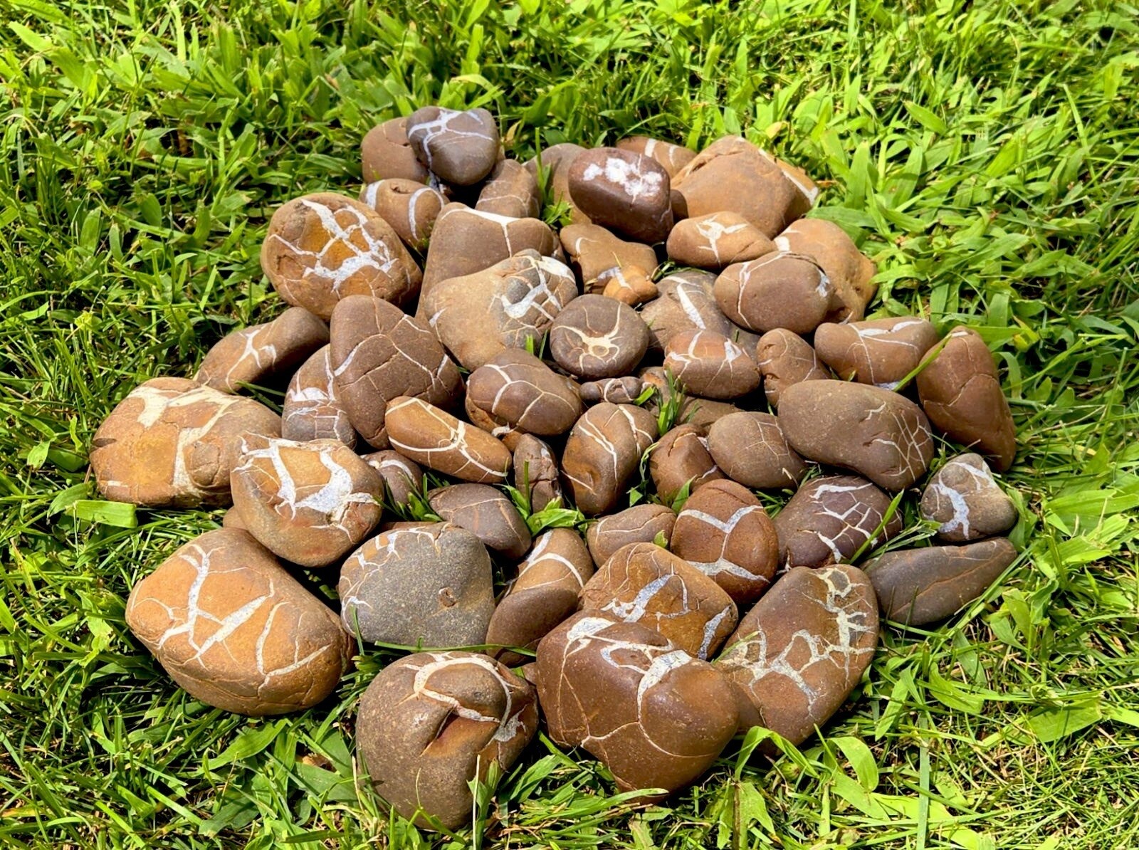 Lake Michigan rocks Lightning Stone Lightning Stones Septarian Nodules ...