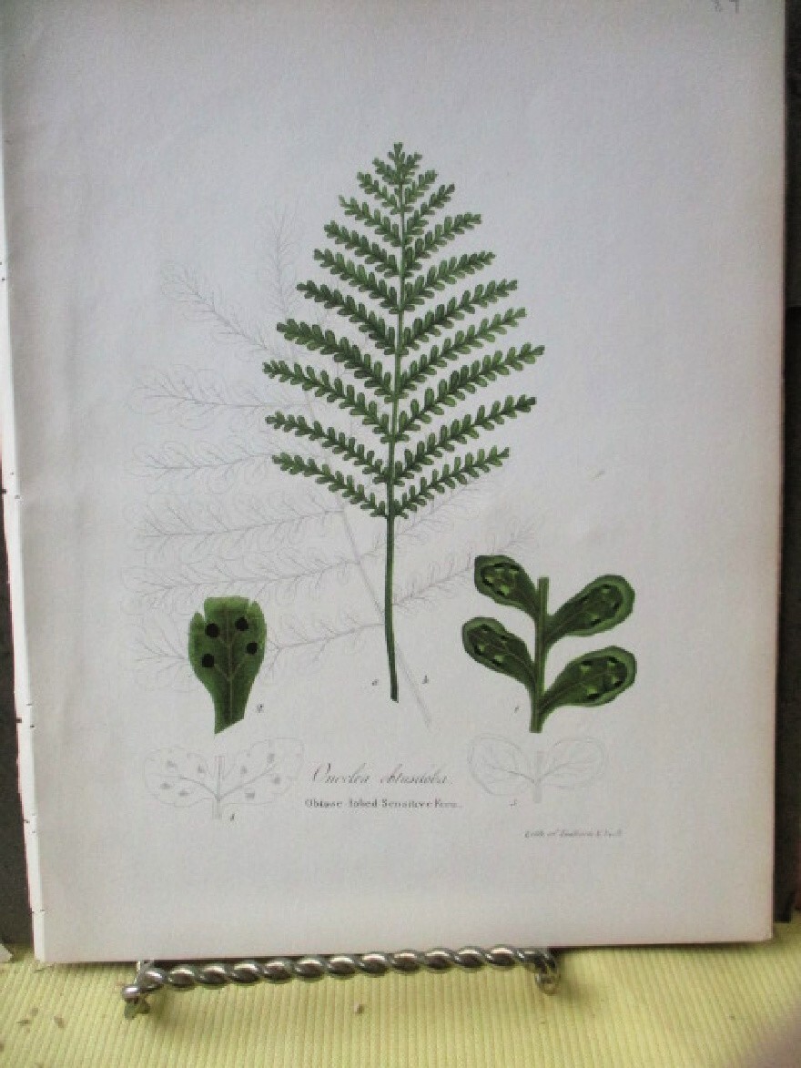 Vtg Print, OBTUSE-LOBED SENSITIVE FERN, 1843, NY BOTANY, Torrey, Color ...