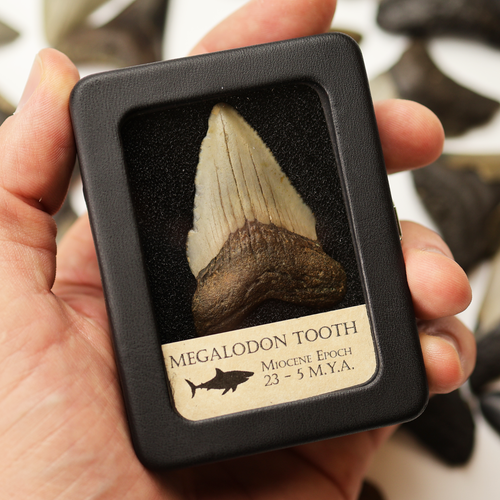 Megalodon Tooth With Display Case | eBay