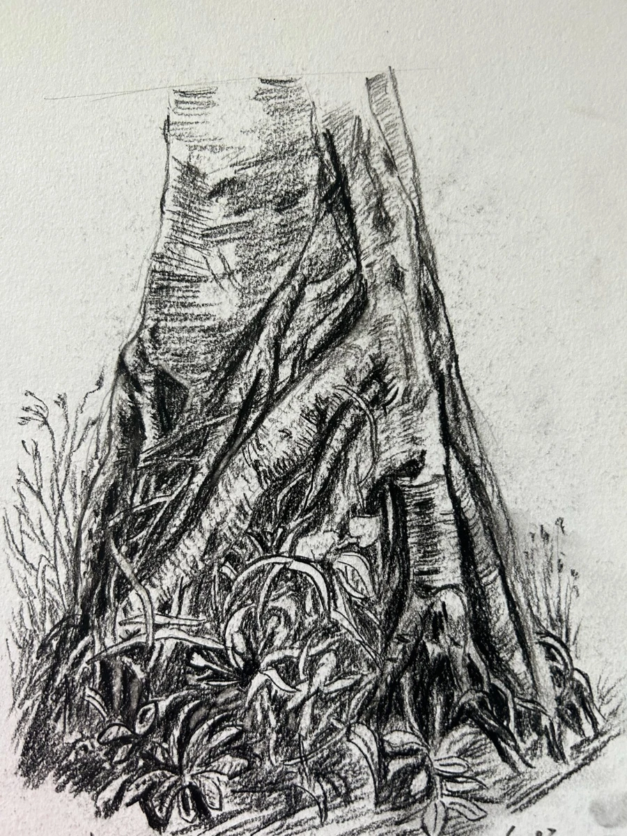 Tree Roots Pencil Drawing