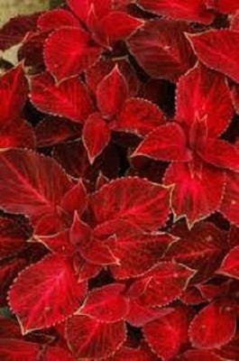 50+ Coleus Wizard Velvet Red Flower Seeds / Long Lasting Shade Loving ...