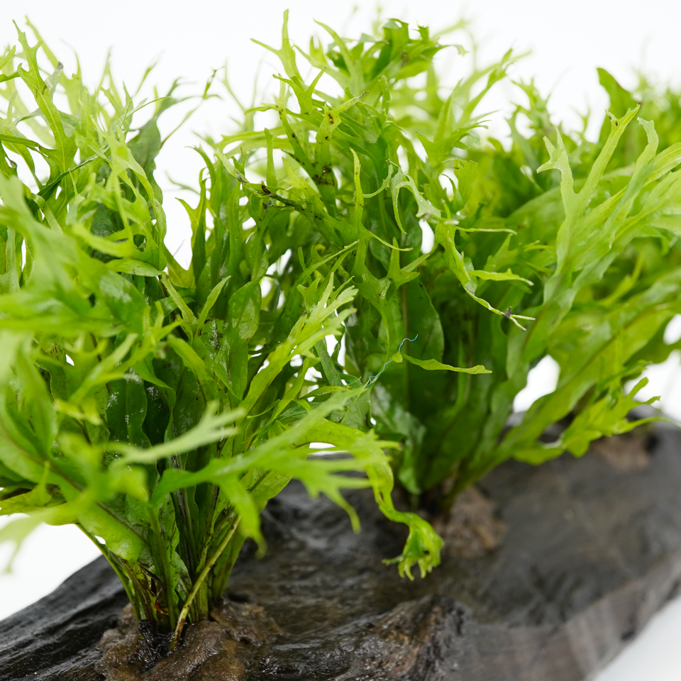 Microsorum Windelov On Driftwood (L) Live Aquarium Plants Decoration ...