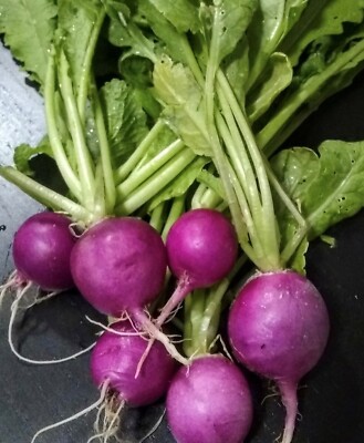 80002196 Radieschen Viola Salat Radish 25 Samen | eBay.de