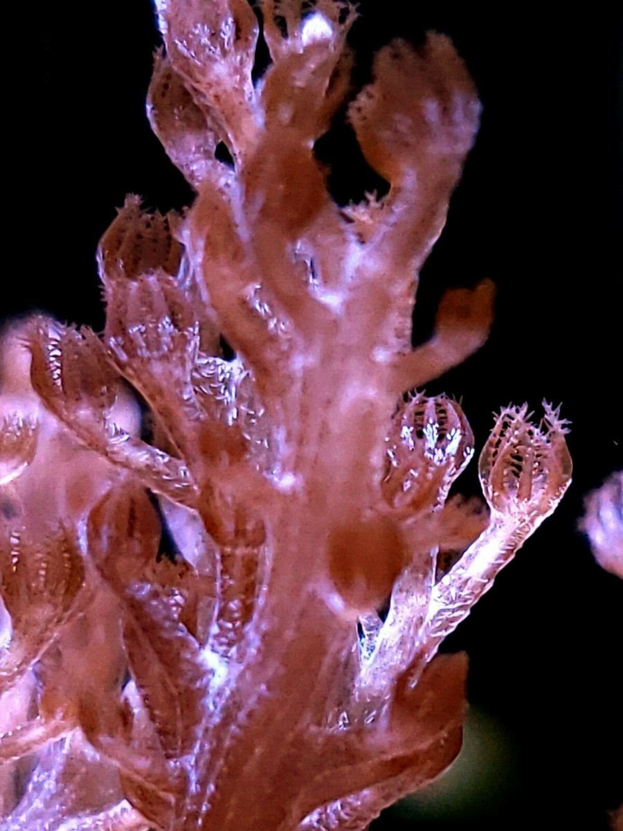 Coral That Looks Like A Tree Neon Green Kenya Tree Leather Coral