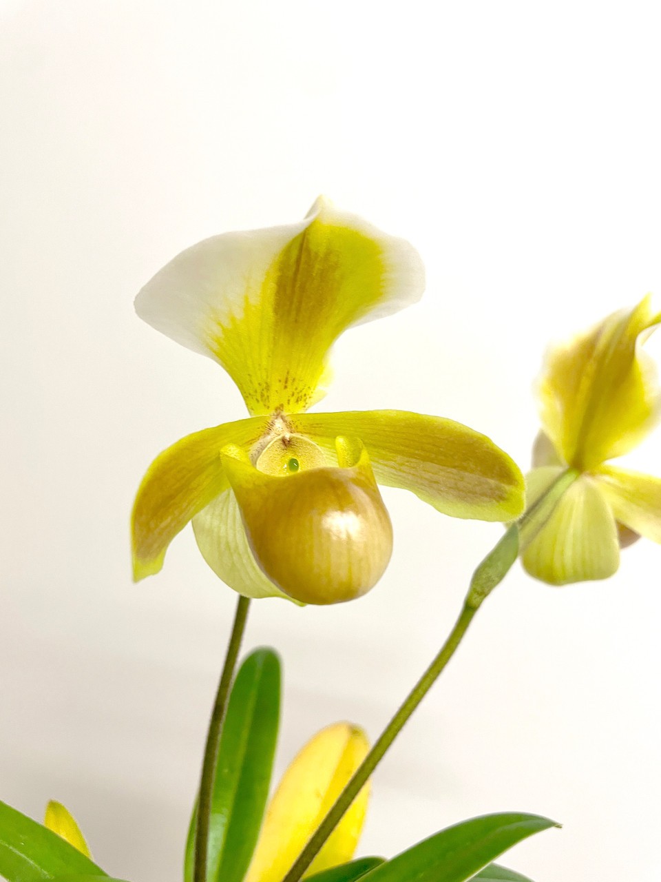 FLASK | Paph Sandra's Helen Maha 'Chimera' x self | SapphireChild ...