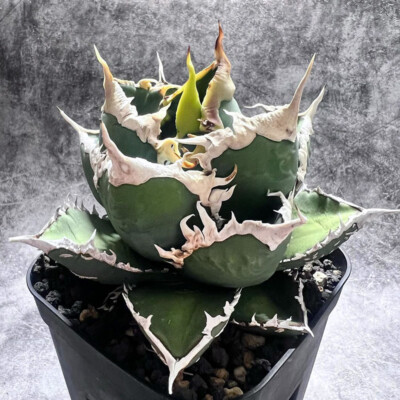 Cactus Succulent Plant Agave titanota werewolf Garden beautiful Plants ...