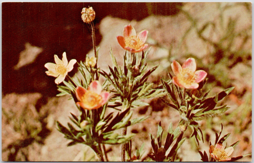 Cut Leaved Anemone Flower Beautiful Orange Plant Nature USA Vintage ...