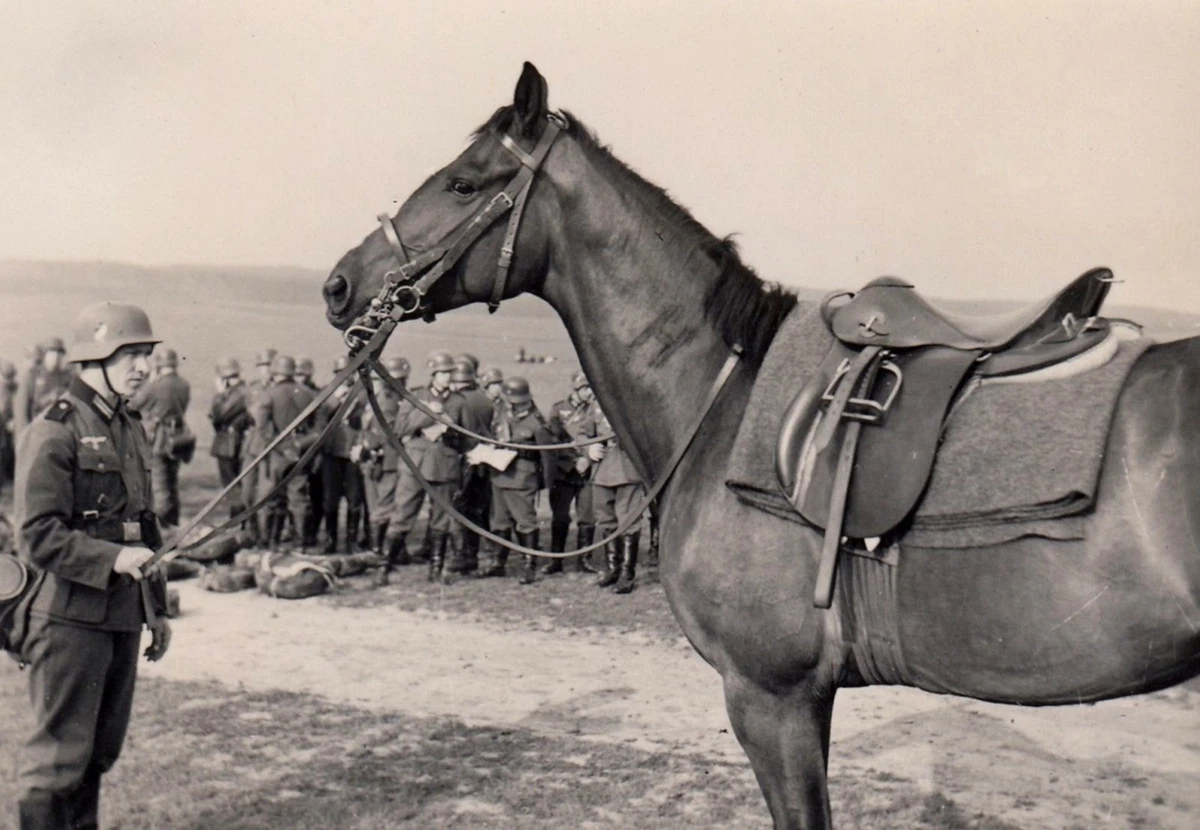German War Horse