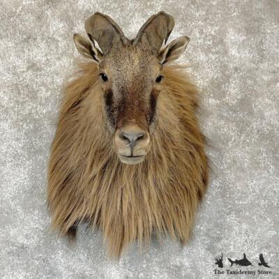 #28178 P | Himalayan Tahr Shoulder Taxidermy Head Mount - Ram Goat | eBay