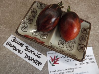 Blue Boxing Shadow Dwarf tomato - 10+ seeds - Heirloom Dwarf-Tomato ...