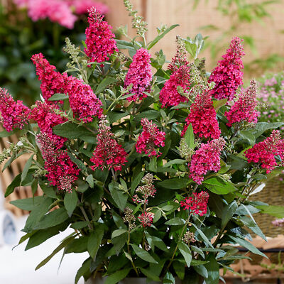 Buddleia Butterfly Candy Little Ruby Dwarf Bush Flowering Shrub Plant ...