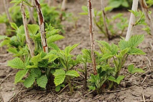 6 x Raspberry Canes with bare roots. Garden Fruit Plant. Rasberry. Glen ...