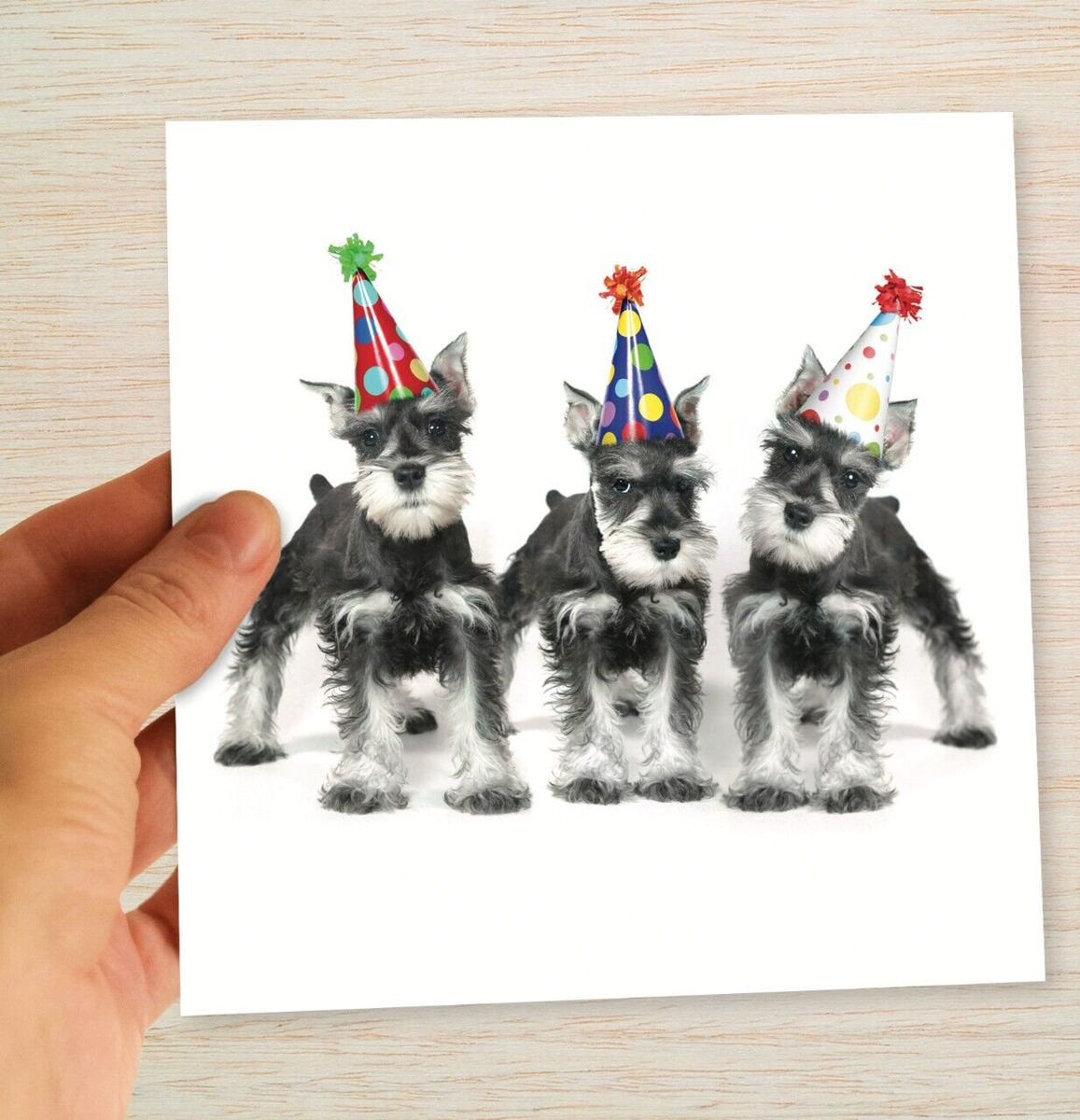 Mini Schnauzer Memes Miniature Schnauzer Funny Dog Lie Newest On