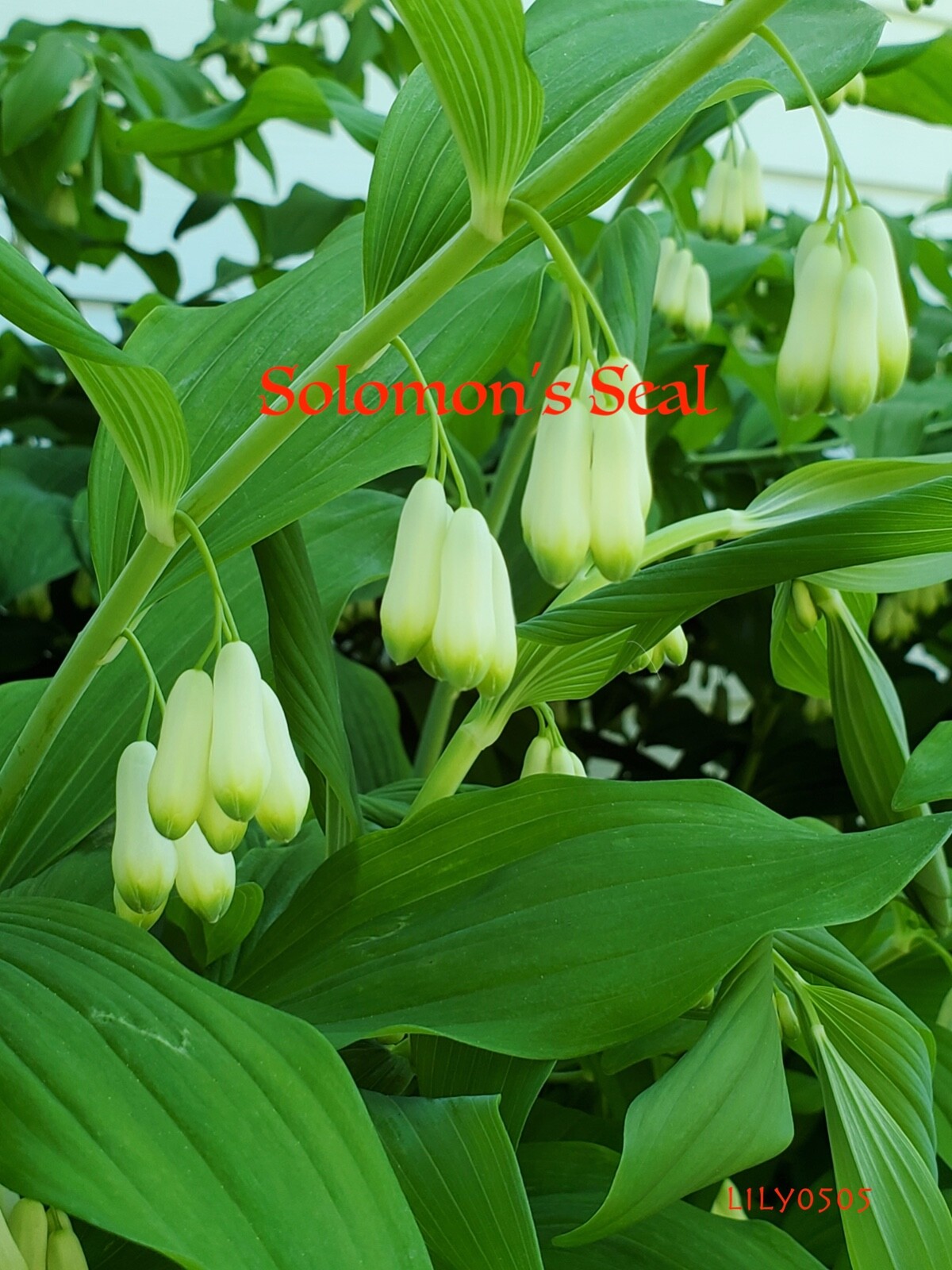 5 True Solomon’s Seal Tubers – Medicinal Woodland Wildflower Organic ...