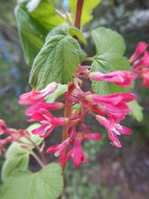 Ribes nevadense | Mountain Pink & Sierra Currant | 10_Seeds | eBay