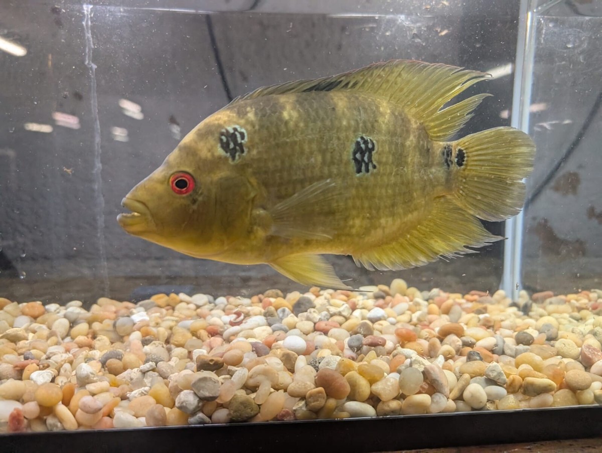 Trimac Cichlid Youtube Today In The Fishroom ~ Amphilophus