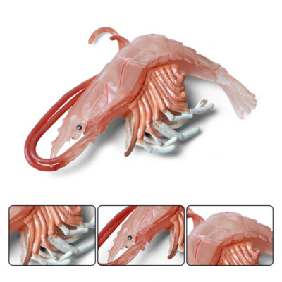 Ocean Animal Model 2Pcs Krill Prawn Shrimp Figure Toy Decor Collector ...