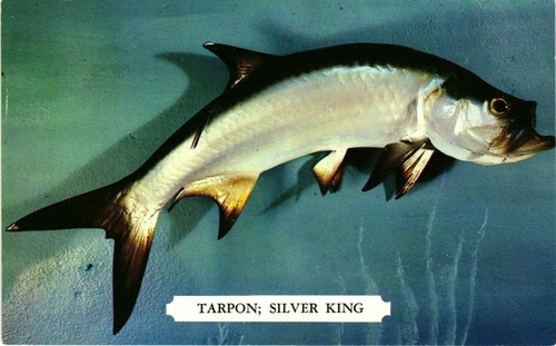 Tarpon Silver King "Tarpon atlanticus" Fish Unposted Postcard | eBay