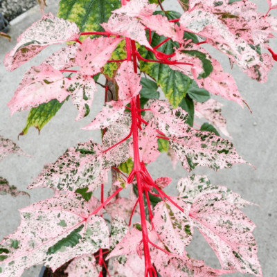 Acer Palmatum Flamingo Pink Stems Japanese Maple - Hardy Tree 3L Pot ...