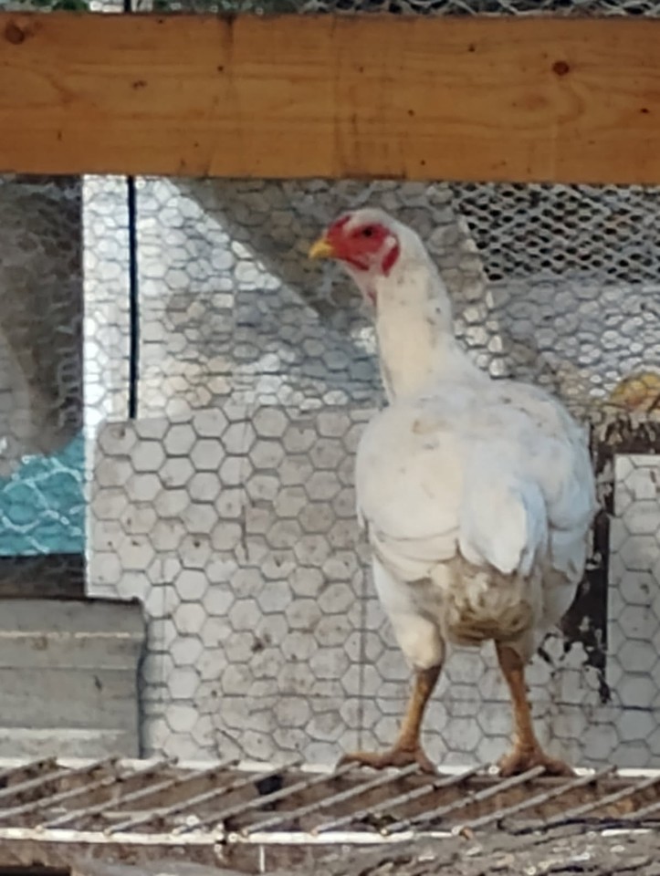 12 super rare pure white Indio gigante hatching eggs.The tallest ...