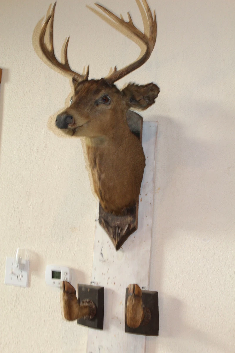 Deer Mounting Kit With Cape