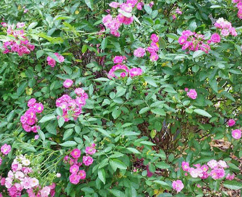Rosa chinensis | Miniature Rose | Angel Wings | 10 Seeds | eBay