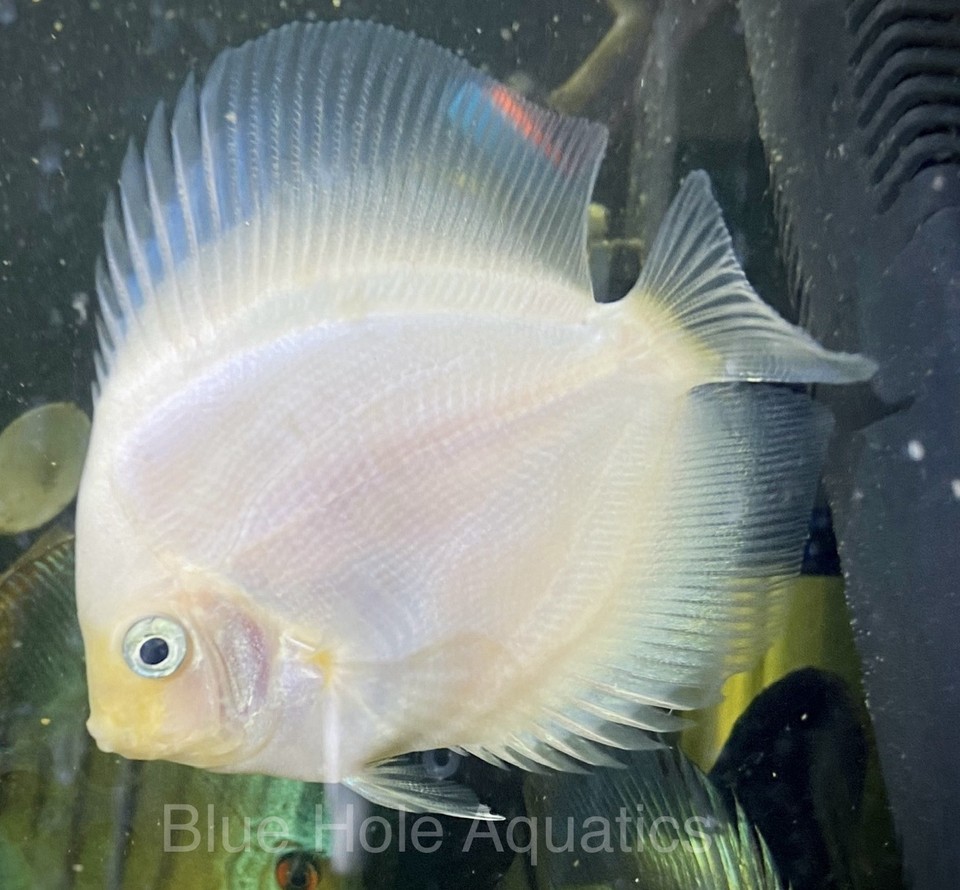 Snow White Discus Fish 4-4.5” Live Fish | eBay