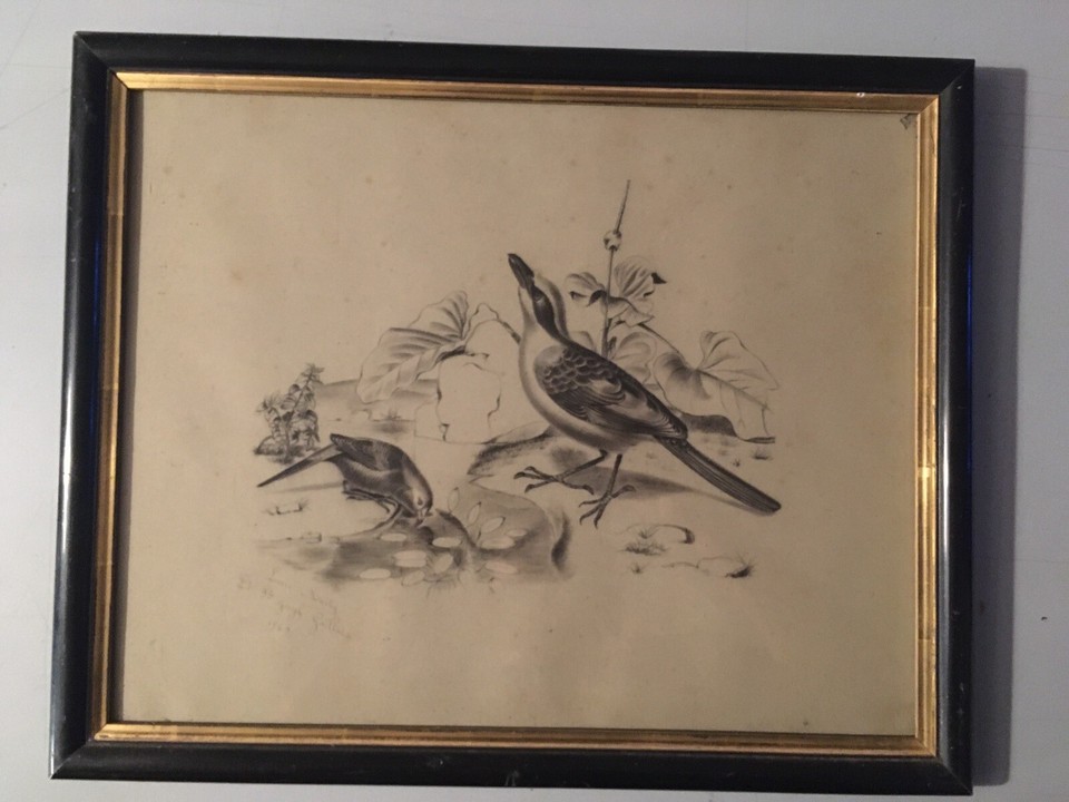 Beautiful Drawing Very Fine Bird Nest Lead Pencil Charcoal 19th Natural ...