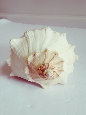 Large Lightning Whelk Welk Shell Seashell 10" 2 Pounds 3 Oz No ...