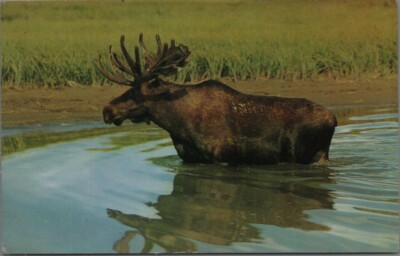 Bull Moose Husky Trading Co Marten River Ontario Canada Postcard C91 | eBay