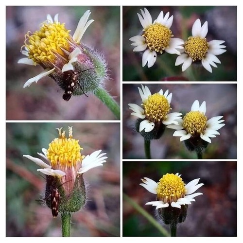 Ceylon Tridax procumbens Coat buttons Dry Plant Mexican daisy Tridax ...