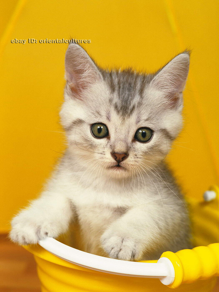 Chinese 100% real natural silk thread,su hand embroidery kits:cute ...