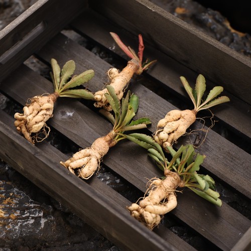 Root 3-4CM Euphorbia subapoda Rare | eBay