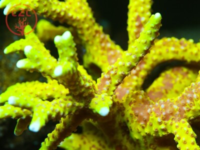 RRC Grafted Goldenrod Anacropora - Live Coral Frag SPS | eBay