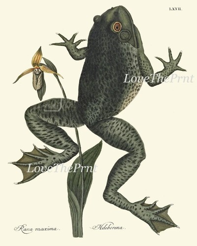 Vintage Frog Wall Art Set of 4 Prints Beautiful Antique Lake River ...
