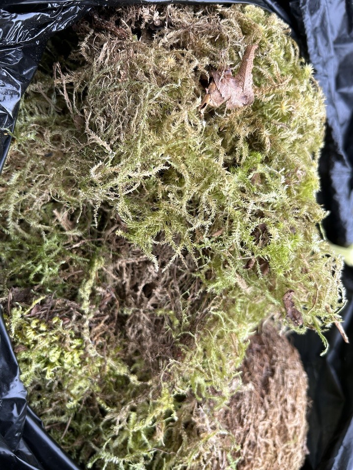 Living Moss - Fresh Sheet Moss Terrariums and Bonsai Fern Moss 2 Gallon ...