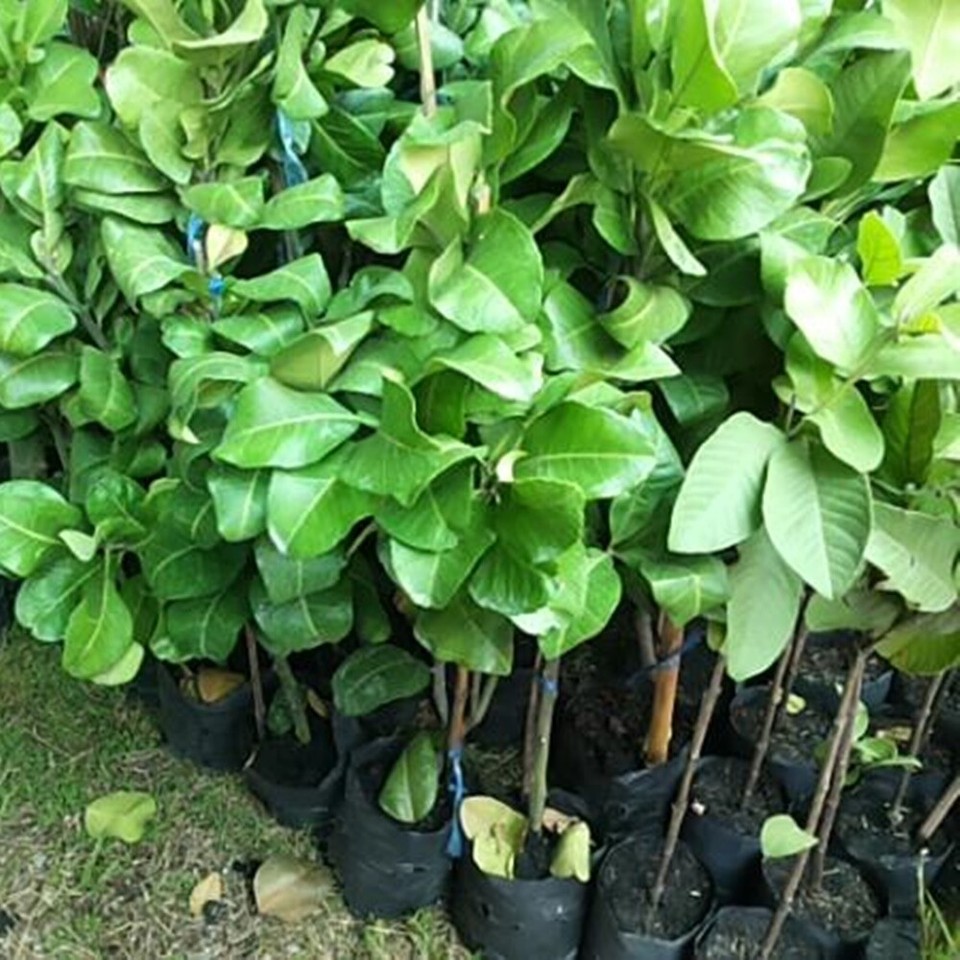 Pomelo Grafted Plant Pummelo Pumelo Fruit Tree Tropical Tall 24 inchs ...