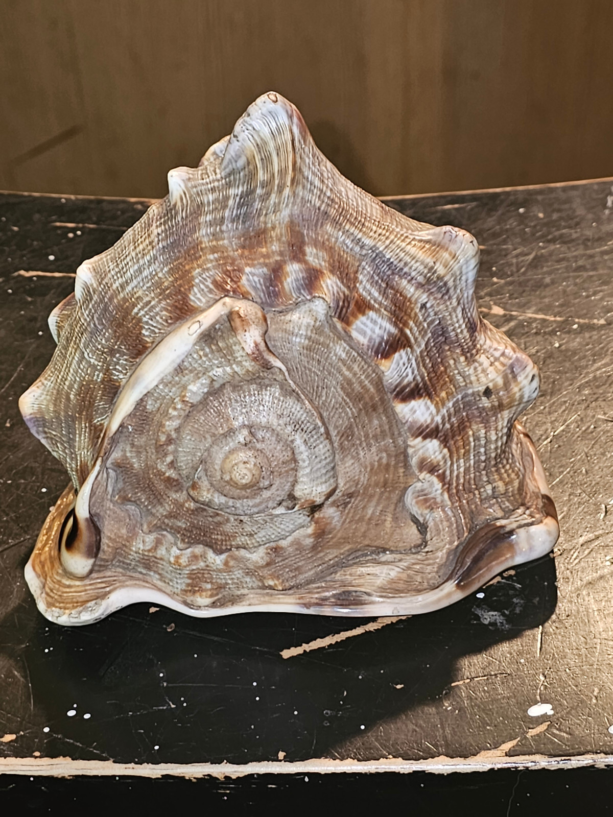 Tiger Striped Horned King Helmet Conch Sea Shell | eBay