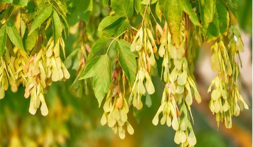 20+ FAST GROWING TREE SEEDS: BoxElder Maple (Acer negundo) | USA Native ...
