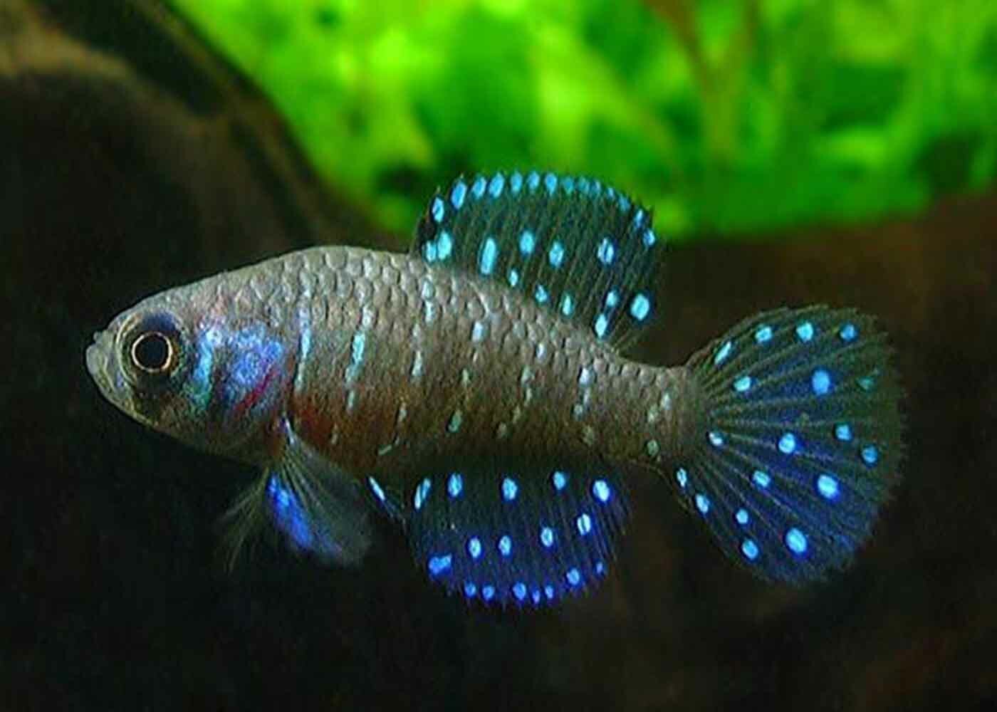 Killifish for sale >> killi.co.uk