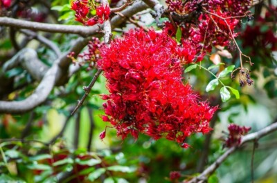 10 Drunken Parrot Tree Seeds for Planting - Schotia brachypetala | eBay