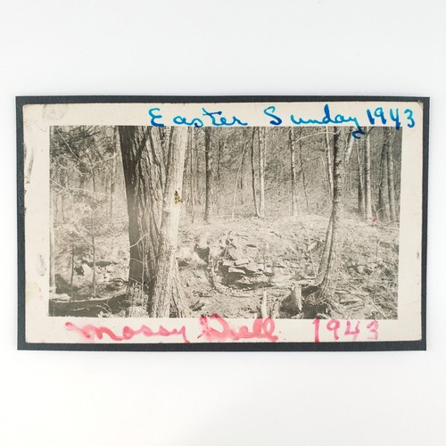 Georgia Mossy Dell Forest Photo 1940s Vintage Trees Woods Found ...