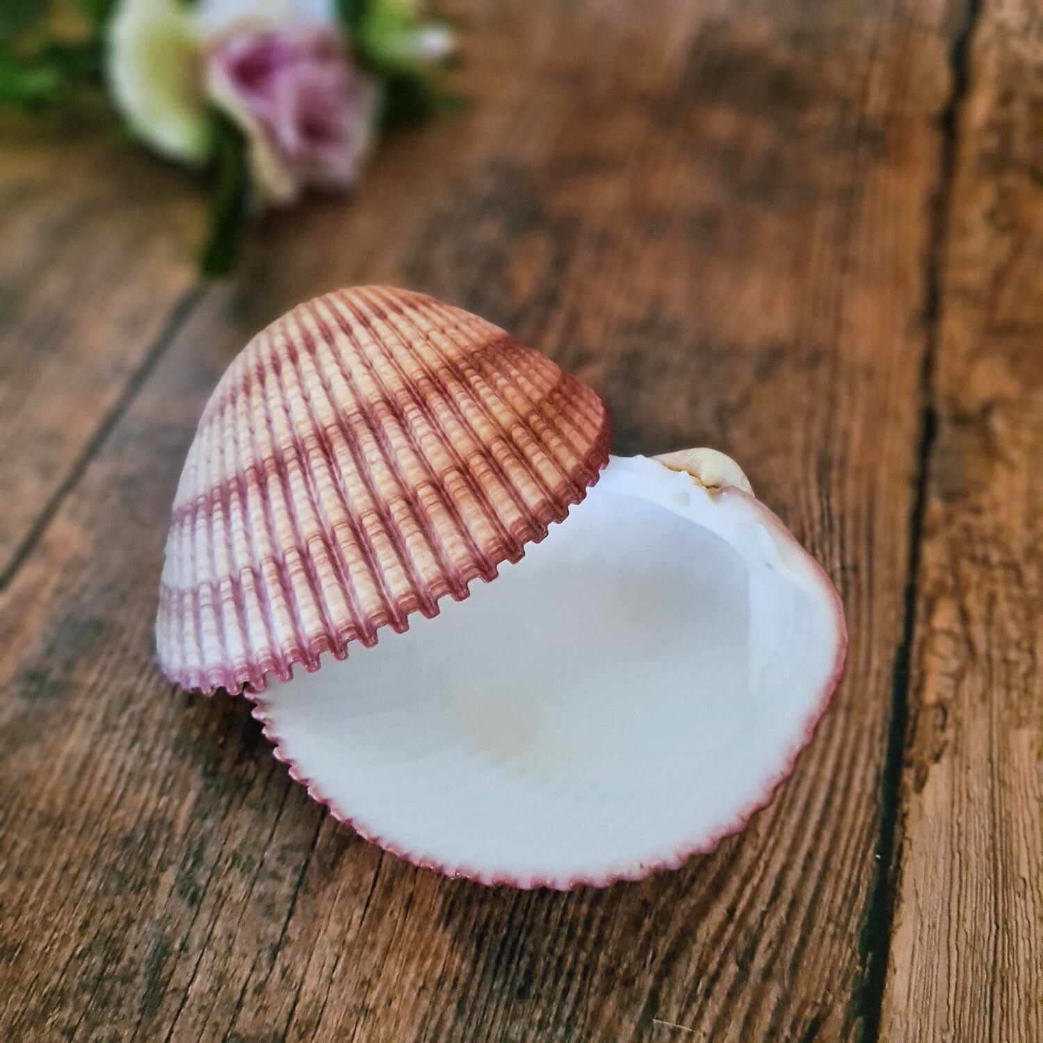 Giant Heart Clam Seashell Rarely Available Cardium Pseudolima Love ...