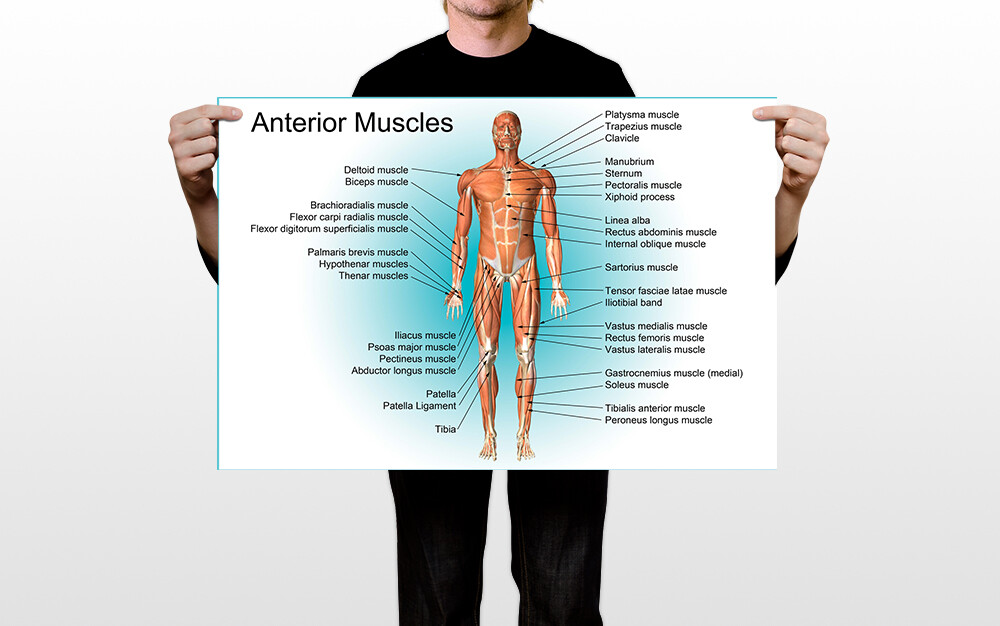 Human Body Major Anterior Muscles Poster Iposters
