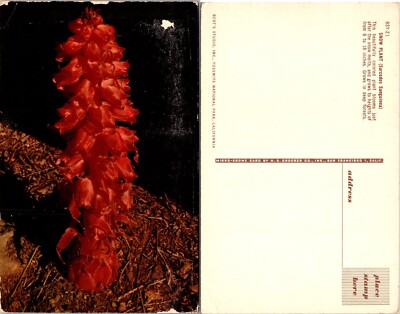 Snow Plant Sequoia National Park CA Postcard | eBay