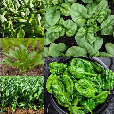 SPINACH Assorted 5 Packs 250+ Seeds HEIRLOOM vegetable garden EASY GROW ...