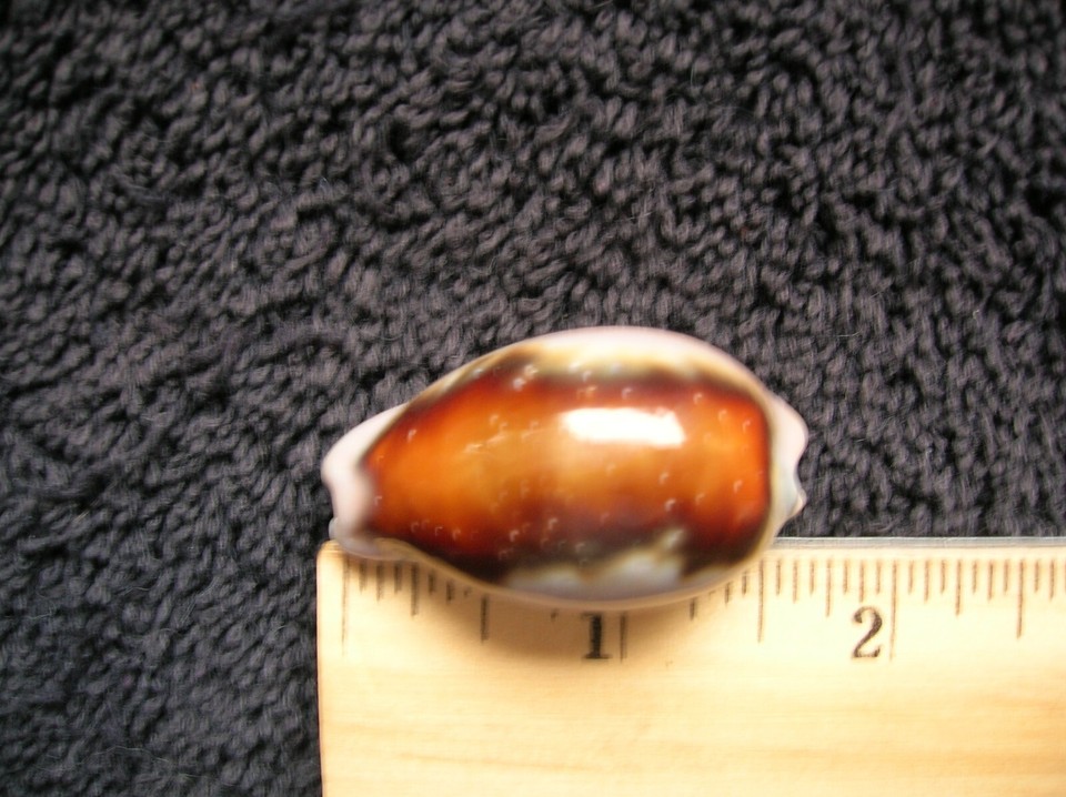 Cypraea spadicea, Great natural Color 40mm, California Shell - Chestnut ...