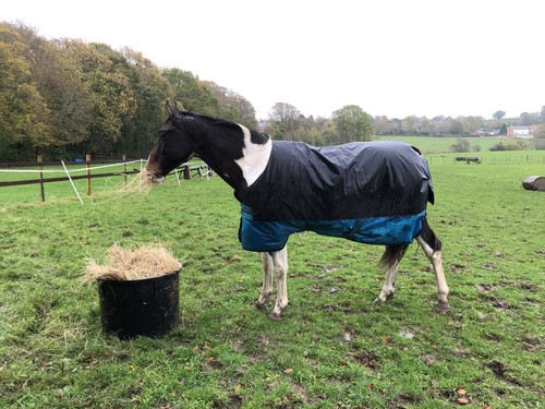 Horseware Amigo Mio Medium Turnout Rug Black/Turquoise & Black 6-0" for ...
