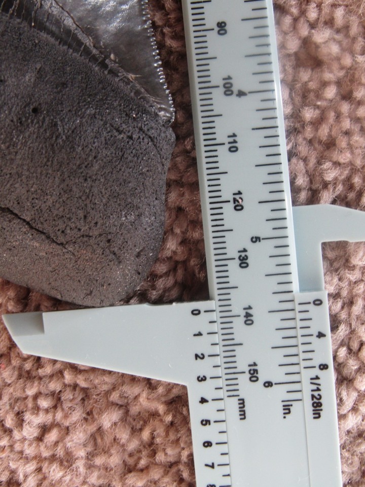 5.3 Inch Megalodon (Carcharodon Megalodon) Tooth, Black with Serration ...